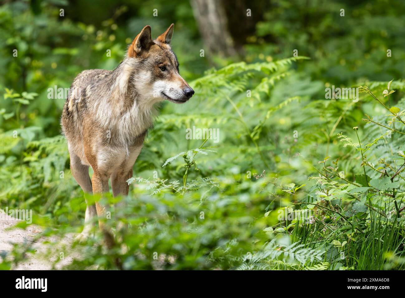 An adult wolf stands vigil in the forest surrounded by green plants ...