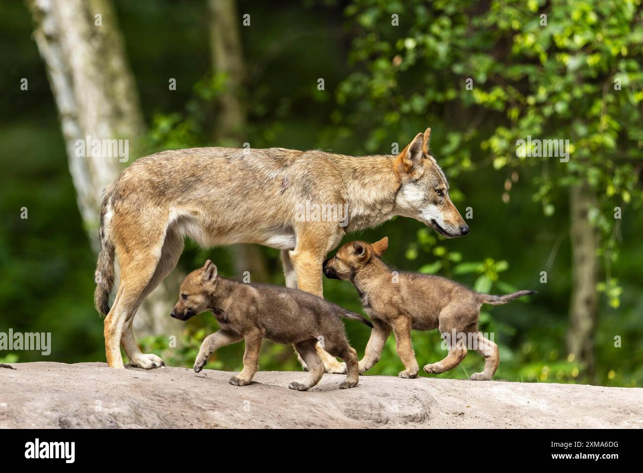 A wolf walks through a wooded area with two pups, appearing to guide ...