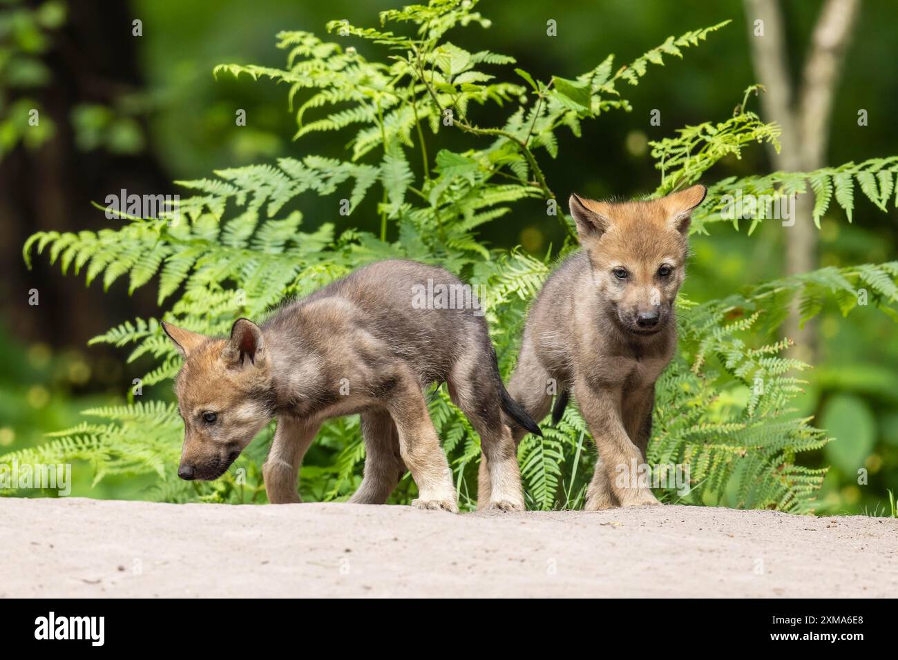 Two wolf pups standing on sandy ground surrounded by green plants ...