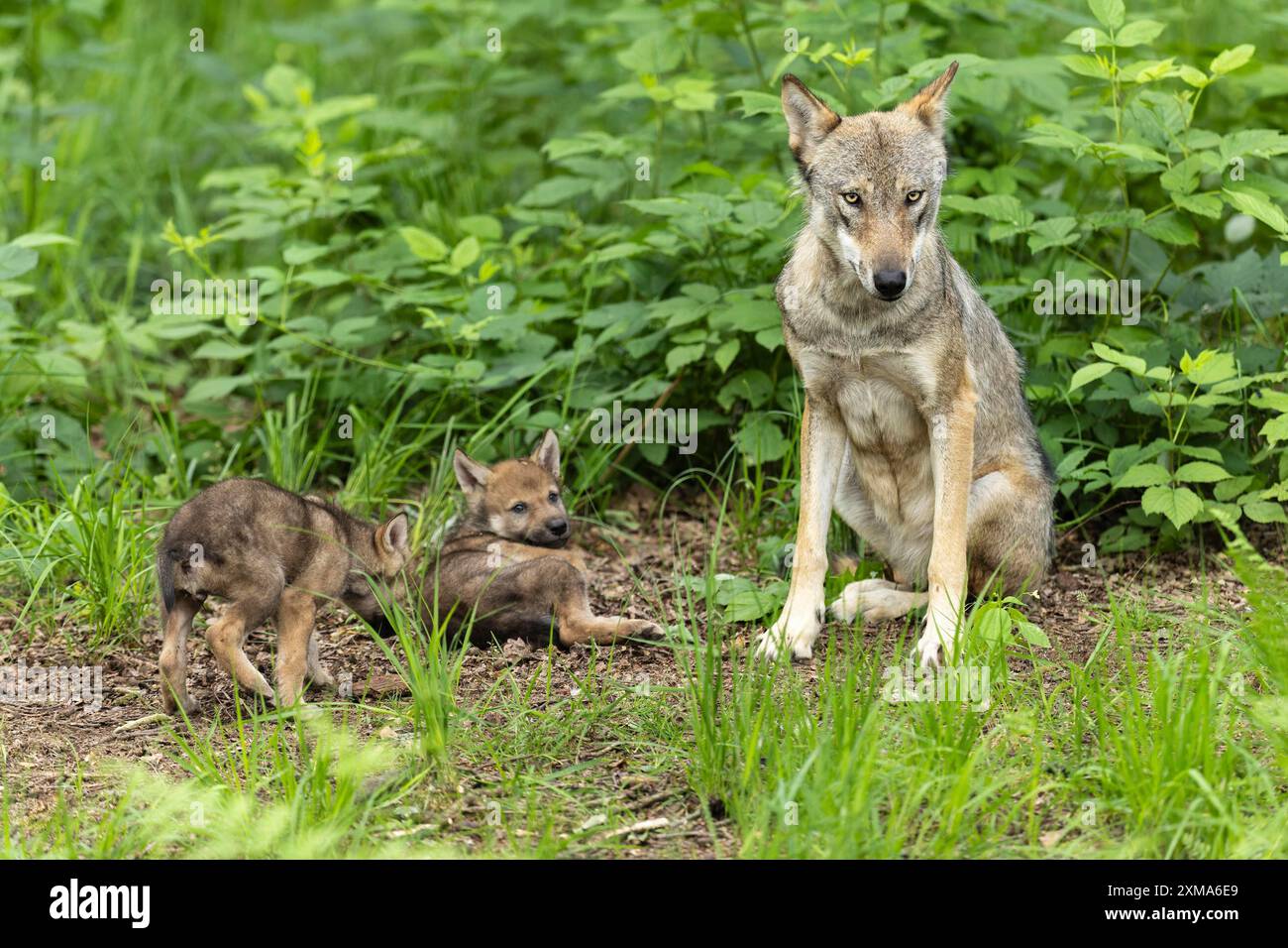 A mother wolf sits in the forest with two pups playing on the ground ...