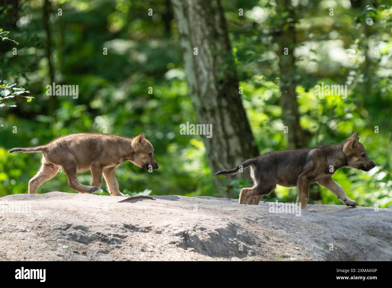 Two wolf pups running side by side over a rock in the forest, European ...