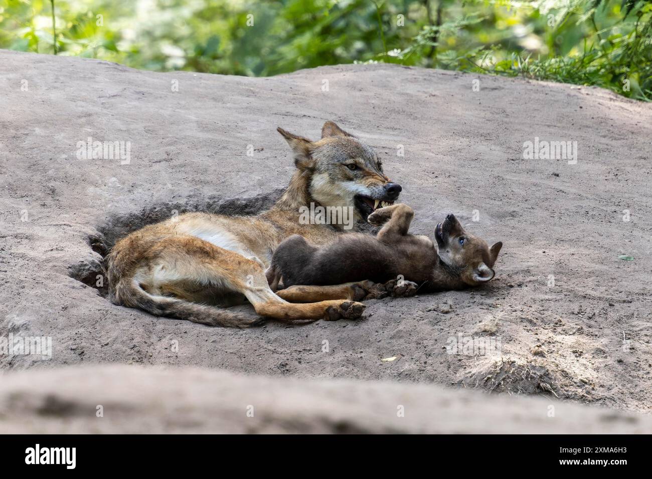 A wolf plays playfully with its young in a pit of earth in the forest ...