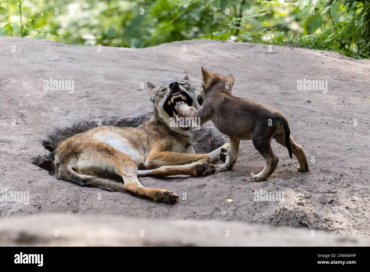 A young actively playing with a lying wolf while it opens its mouth ...