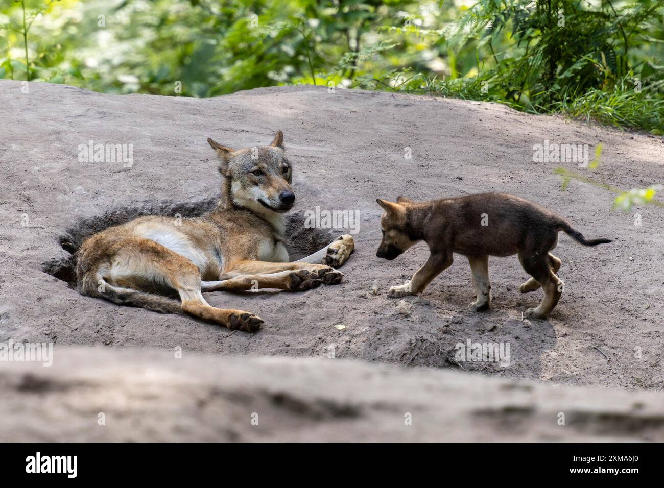 A young cautiously approaches a lying wolf in a pit of earth, European ...