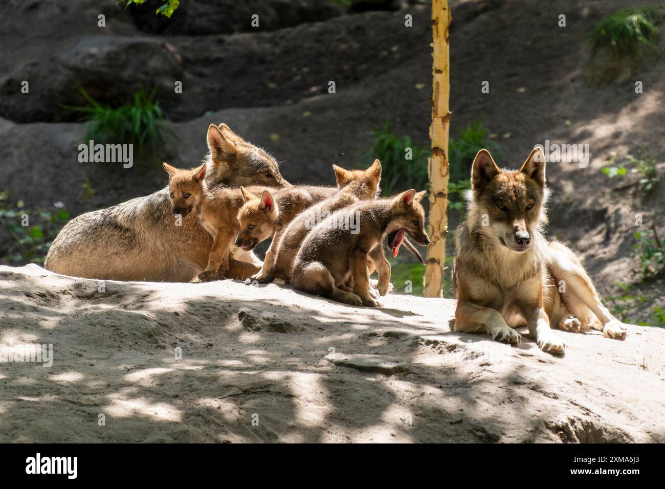 Adult gray wolves (Canis lupus), Germany Stock Photo - Alamy