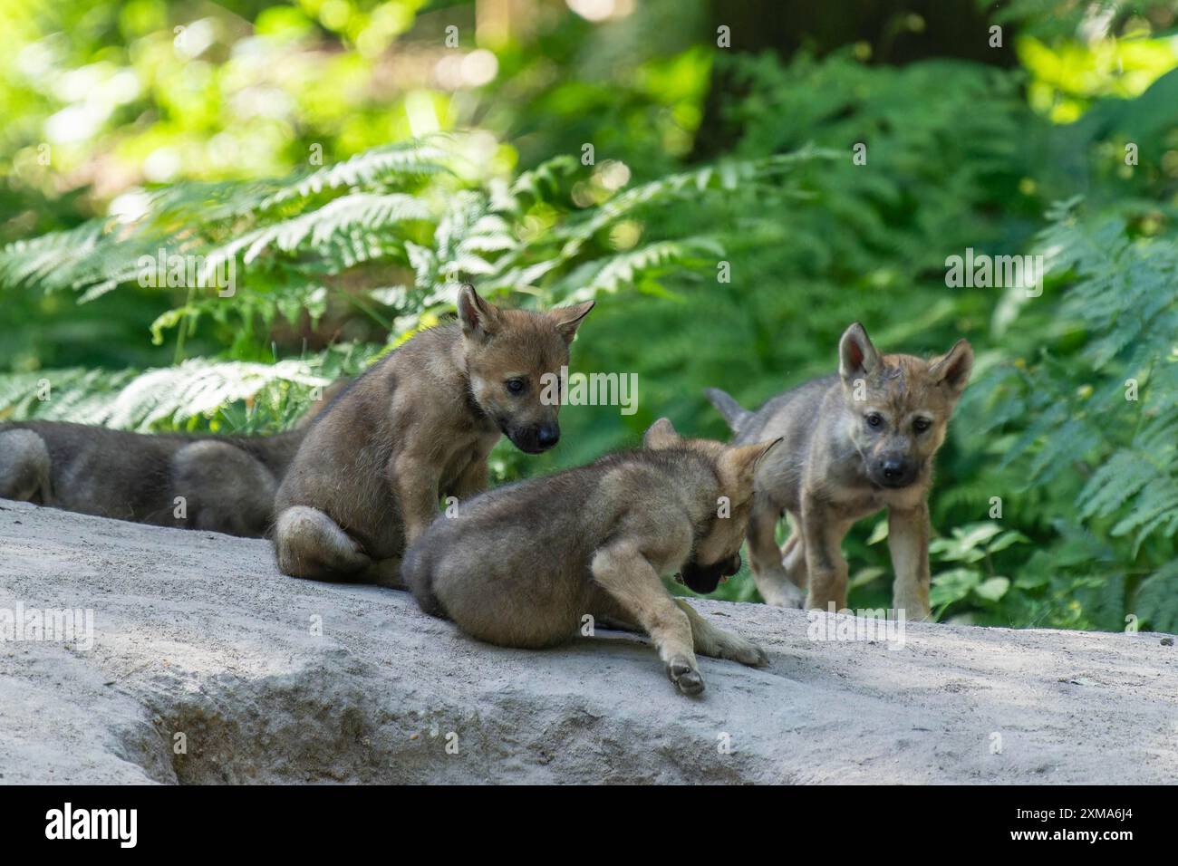A group of wolf pups curiously exploring a path in the forest, European ...