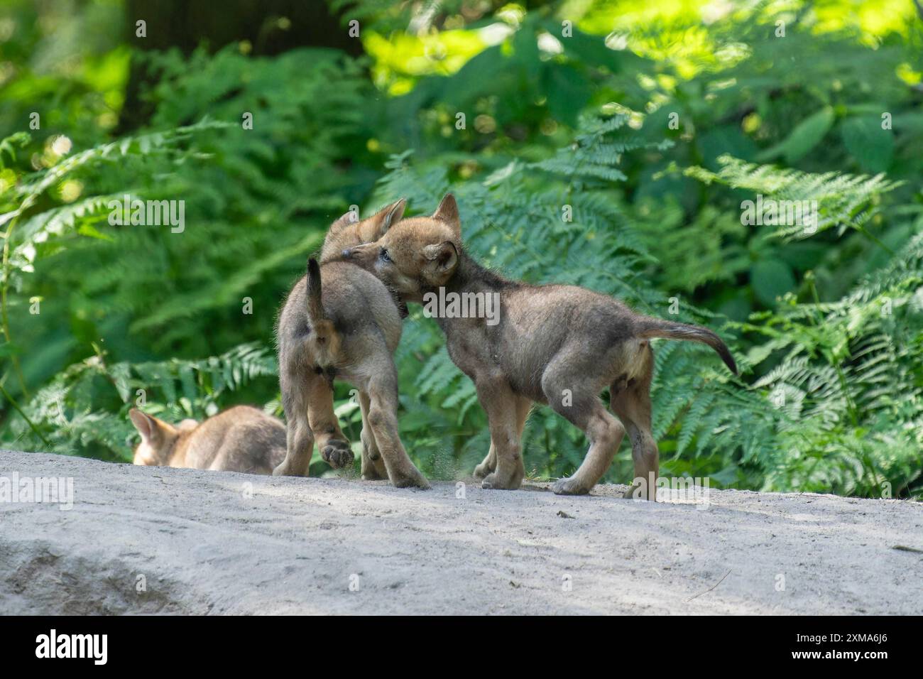 Two young wolf pups playing together on a rock in the forest, European grey gray wolf (Canis ...