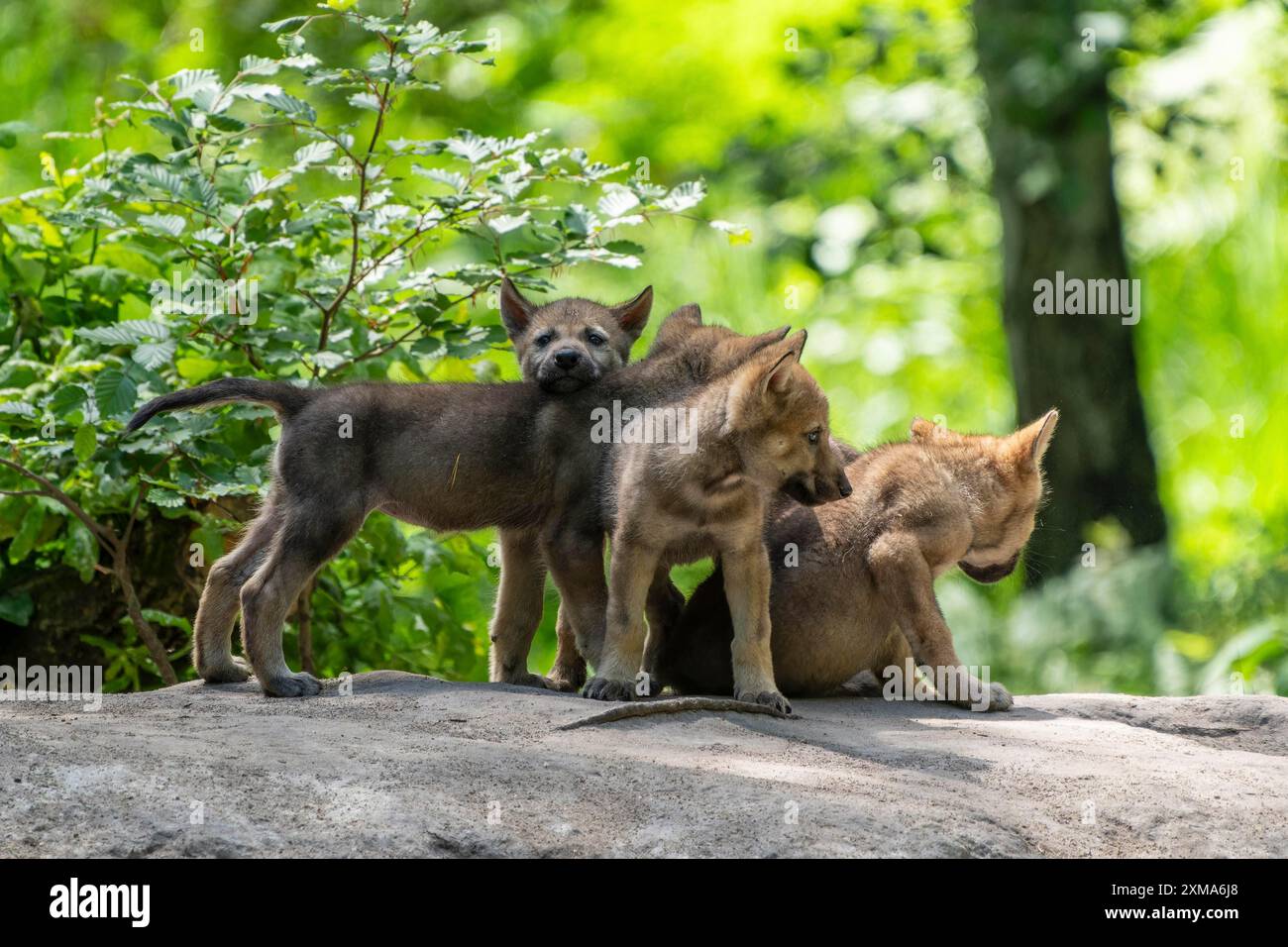 Four wolf pups curiously exploring a clearing in the dense forest ...