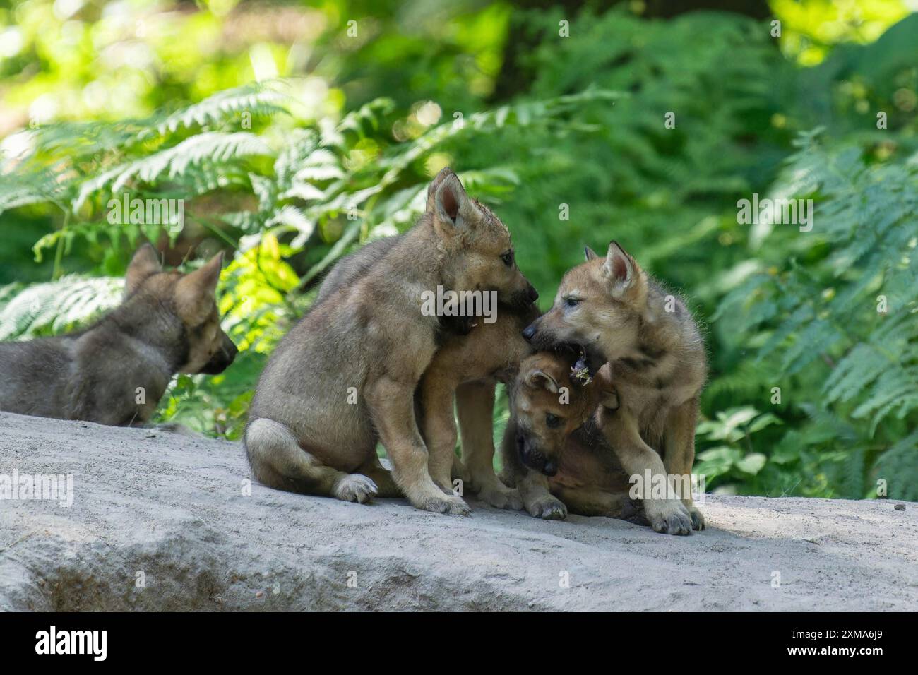 Three wolf pups playing together on a rock in a green forest, European ...