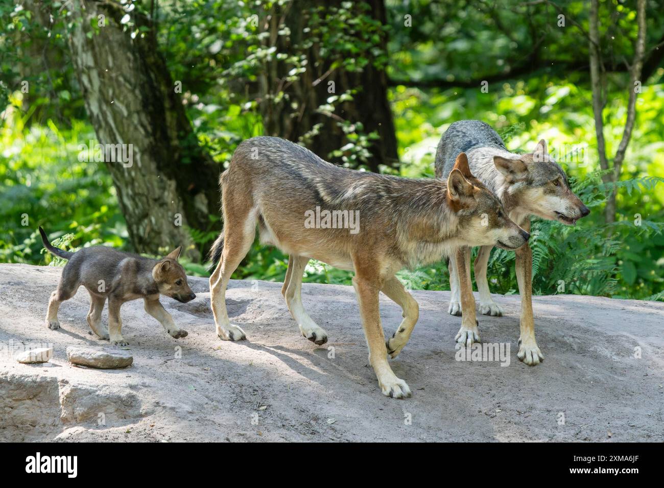 An adult wolf and a pup walking next to another wolf, European grey ...