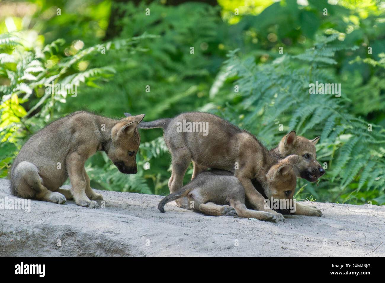 Three young wolf pups playing on a rock in the forest, European grey ...