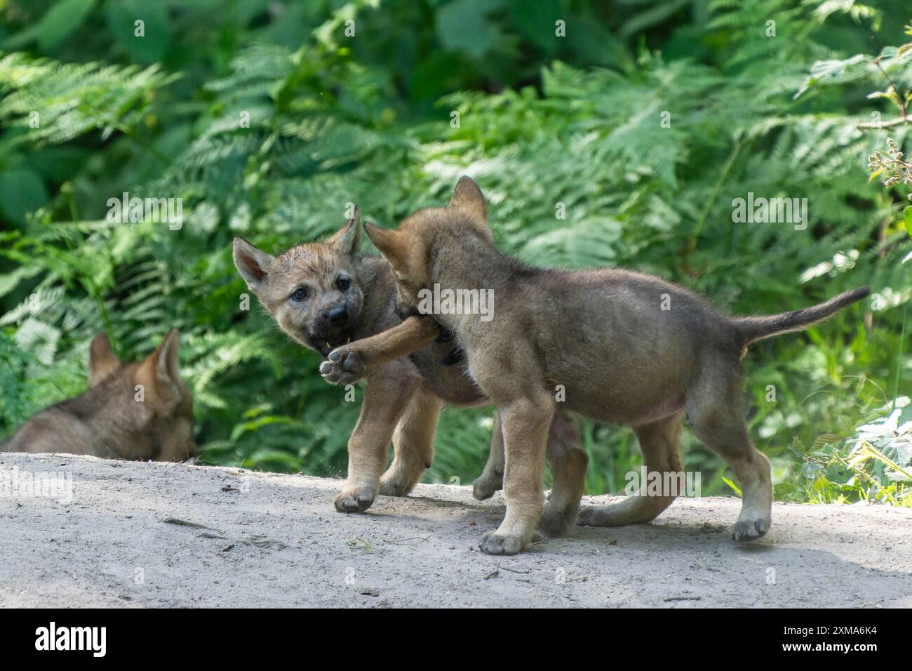 Two pups playing in the forest and exploring their surroundings ...