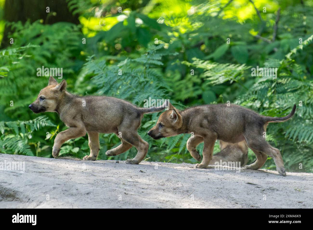 Two pups running side by side in the forest and exploring their ...