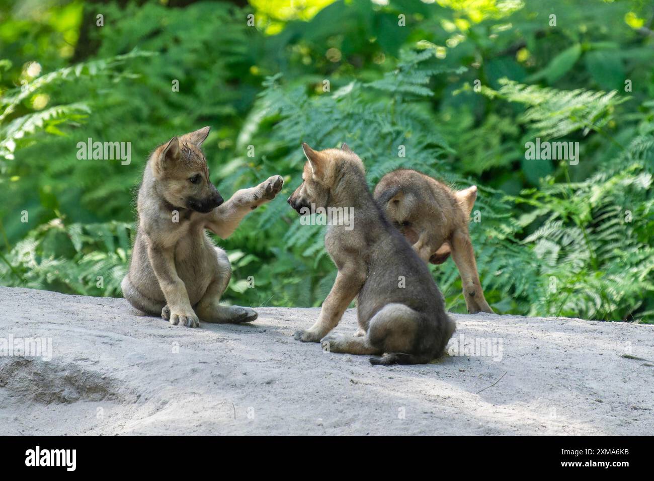 Two wolf pups playing with each other on a rock in the forest, European ...