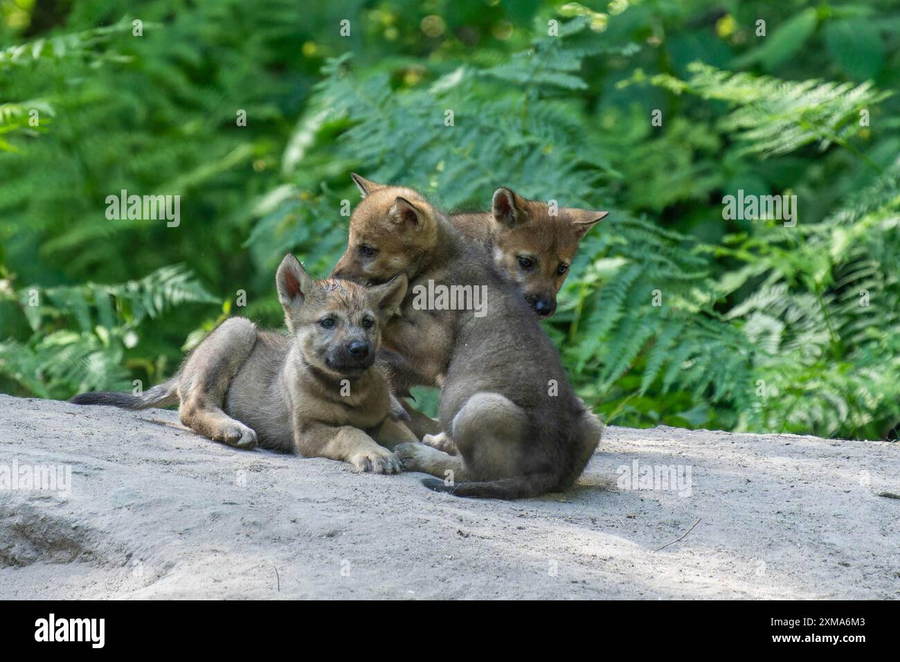 Three wolf pups playing together on a rock in the forest, European grey ...