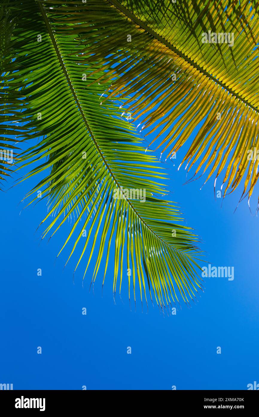 Palm leaf background. Palm leaf texture. Palm foliage over blue sky ...