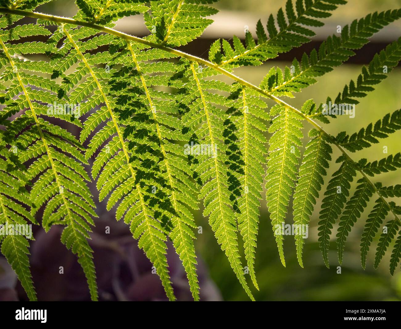 Filigree fern leaves, penetrated by sunlight, show the delicate ...