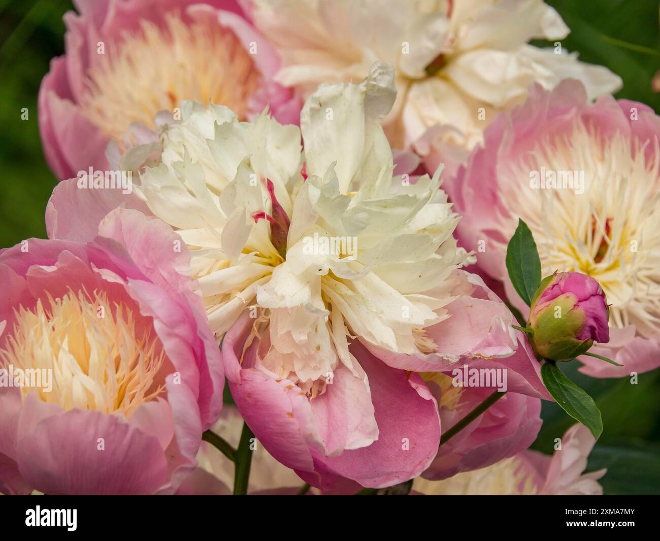 Bouquet of peonies in various shades of pink and white, showing ...