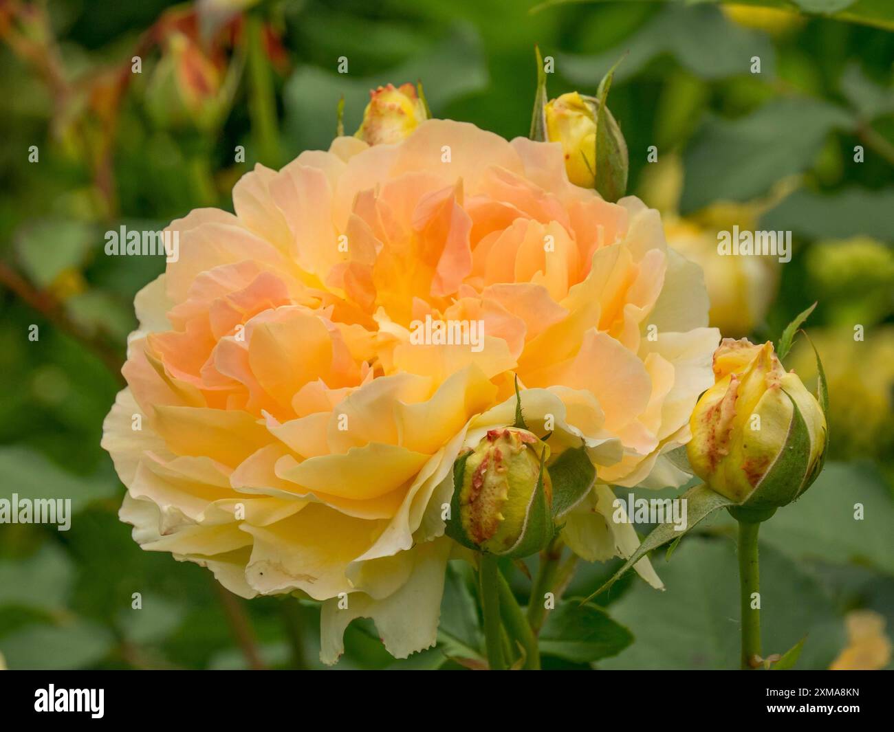 Blooming orange rose with buds in the garden, borken, westphalia ...