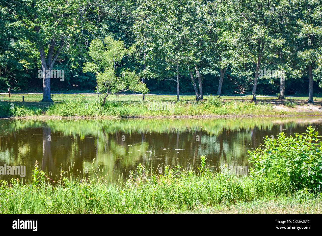 Quiet pond in municipal park reflects trees and grasses around it Stock ...