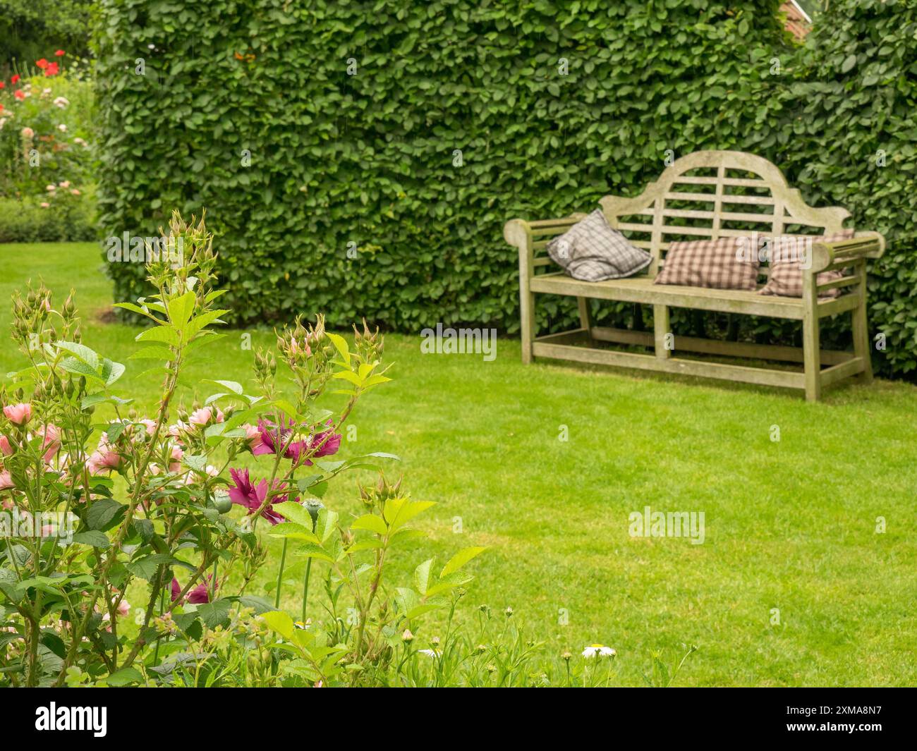 Hedge of grass trimmed hedge hi-res stock photography and images - Alamy