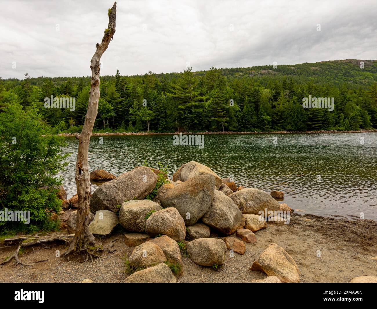 Nature scene Acadia National Park Summer 2024 Stock Photo - Alamy