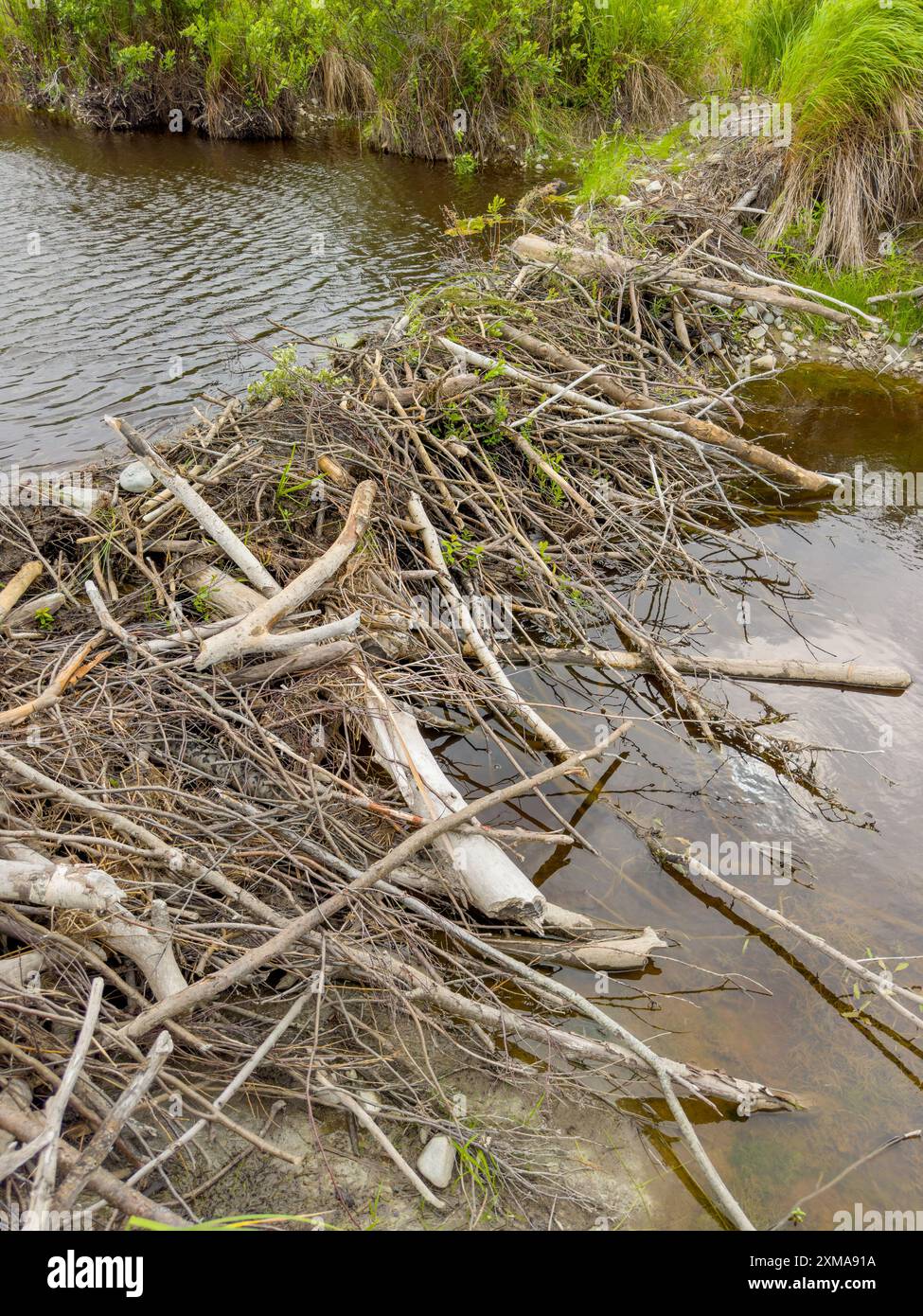 Beaver dam Acadia National Park Maine USA Stock Photo - Alamy