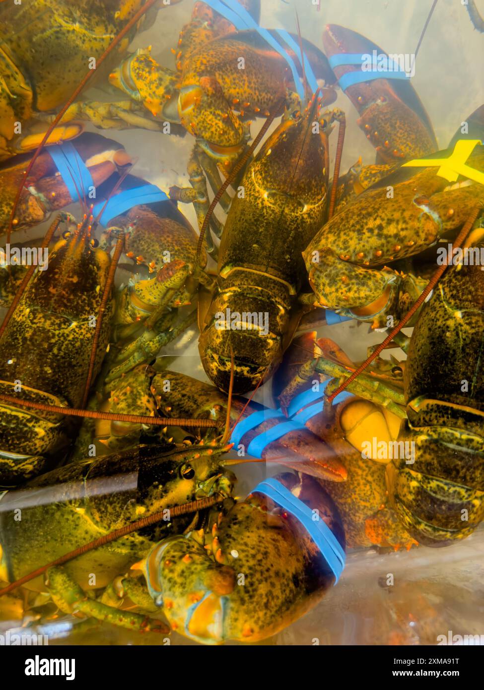 Maine lobster in a tank at a restaurant Stock Photo - Alamy