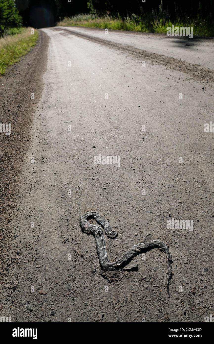 Gravel road, in front an overrun grass snake (Natrix Natrix), Vaermland ...