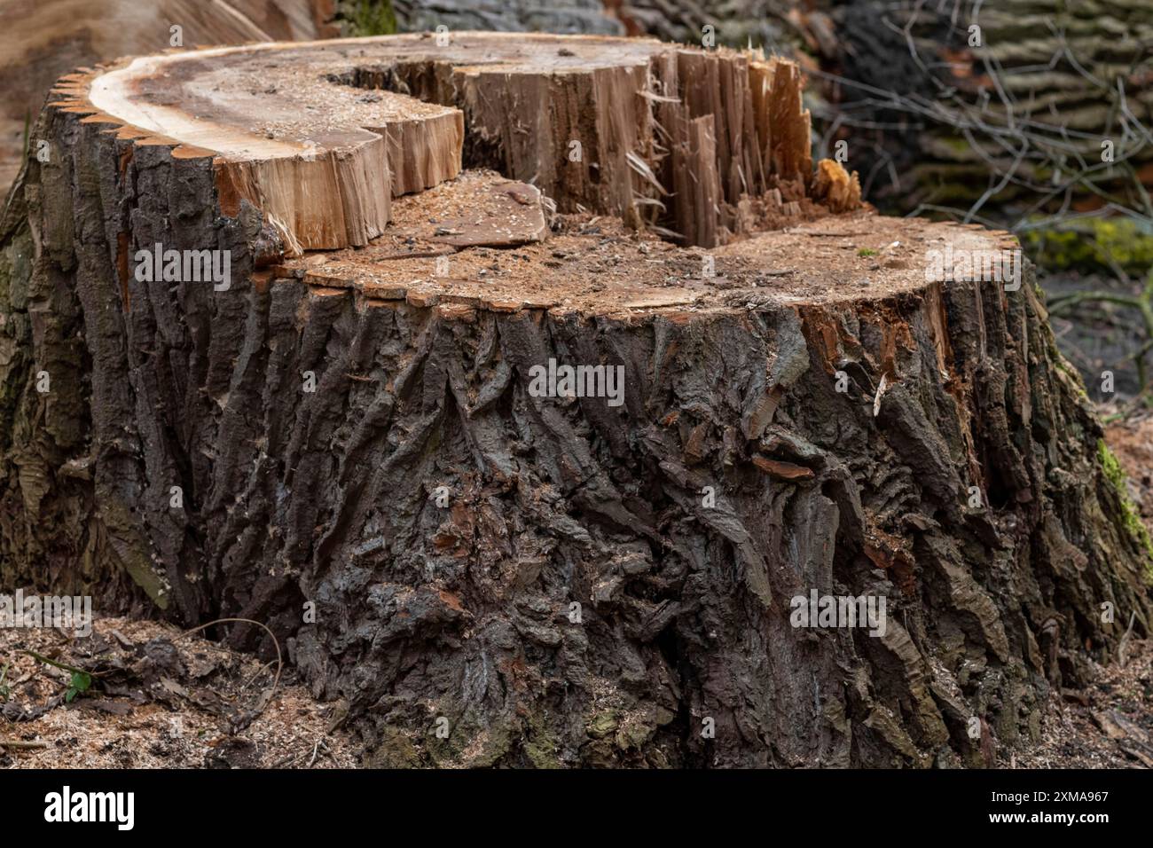 Felled tree shows annual hi-res stock photography and images - Alamy