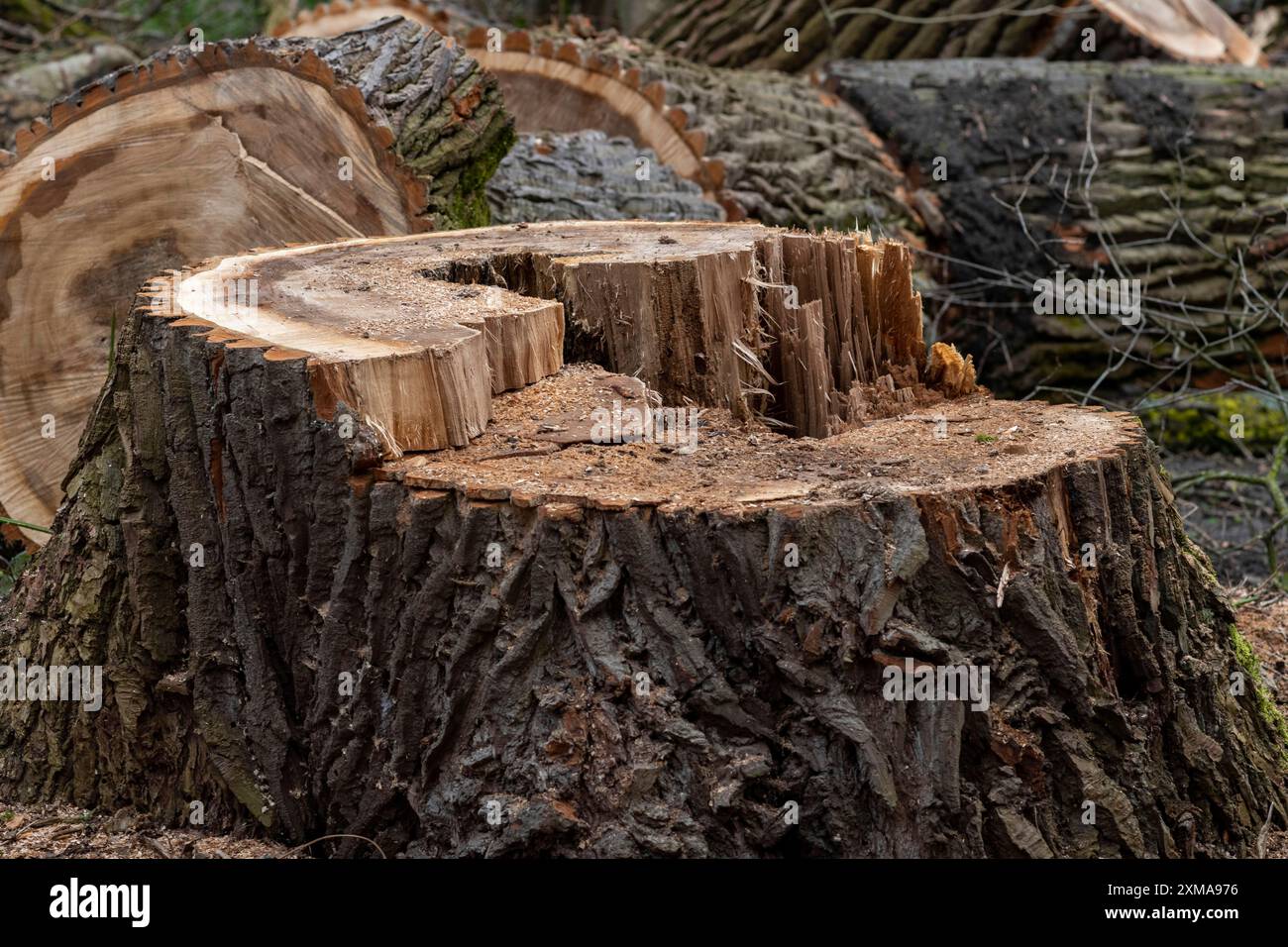 Tree stump in the forest with clearly visible annual rings and ...