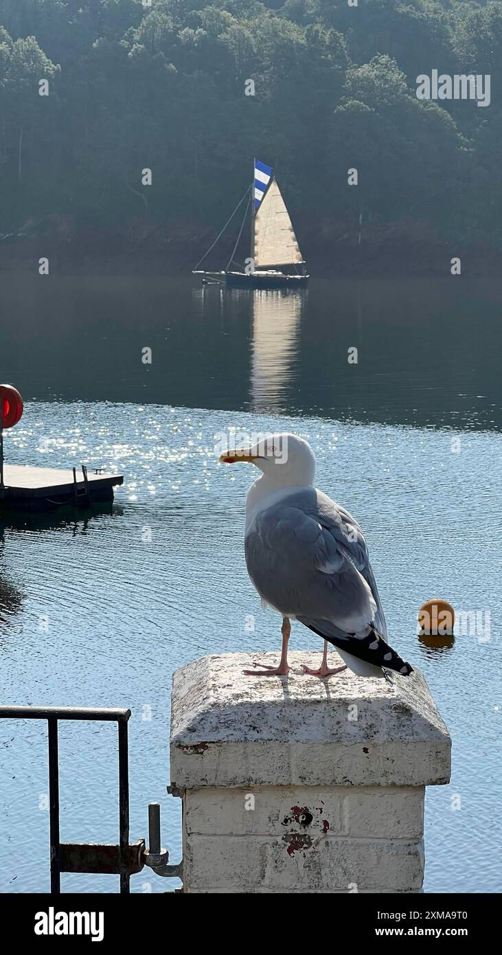 Seagull, Harbour, Fowey, England, Great Britain Stock Photo - Alamy