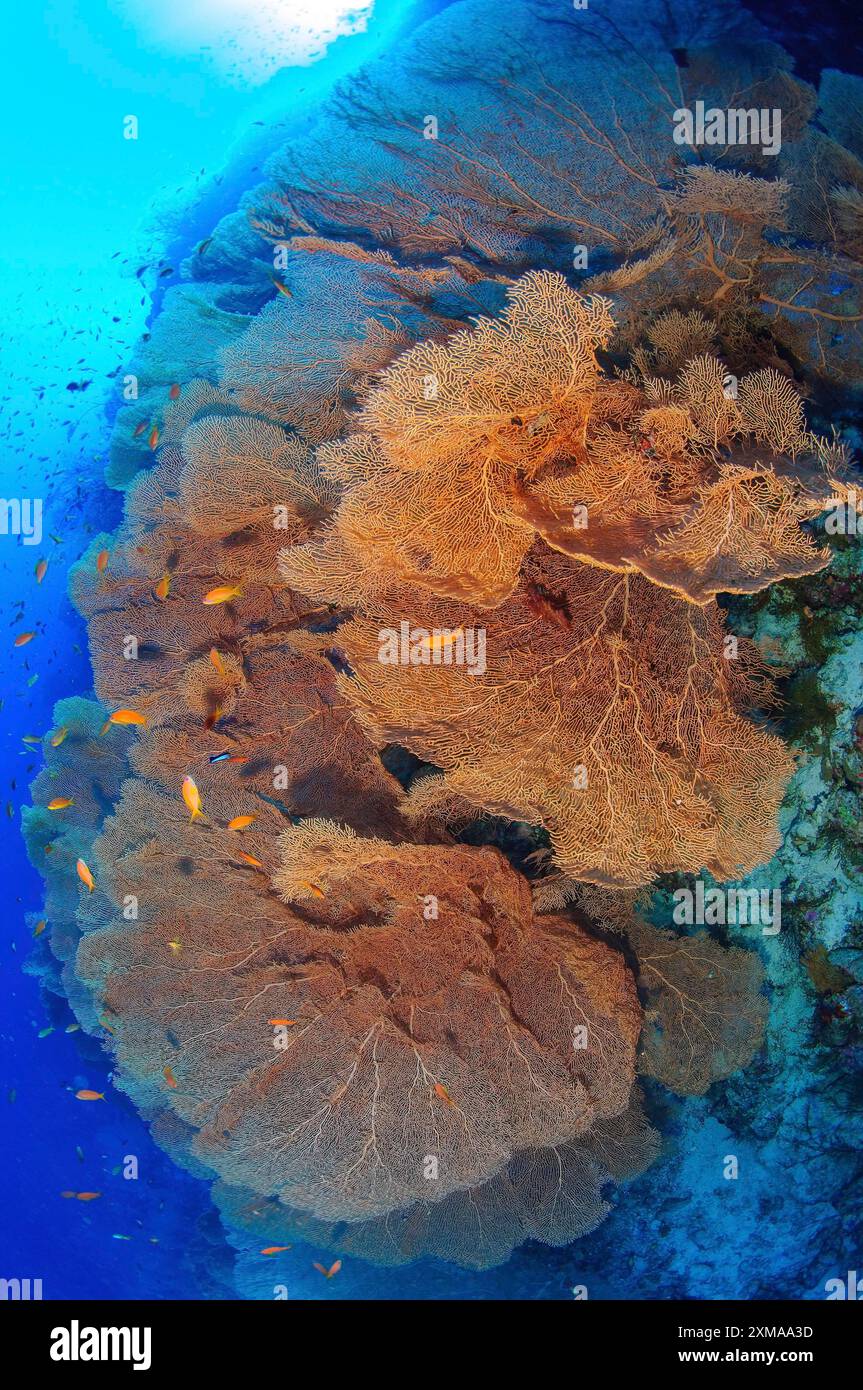 Several large fan corals (Annella molls) growing in coral reef on steep ...