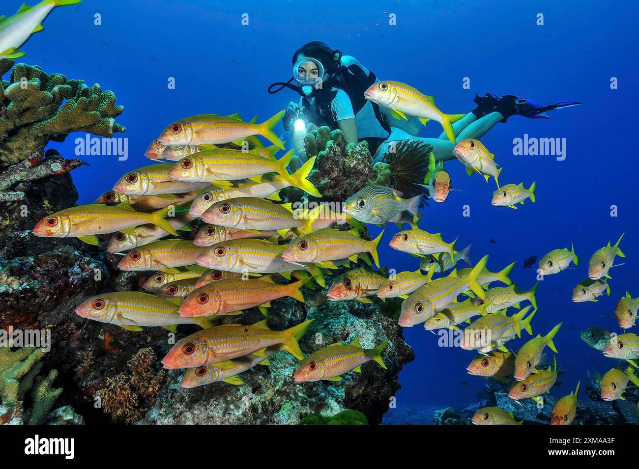 Diver Diver looking at yellowfin goatfish (Mulloidichthys vanicolensis ...
