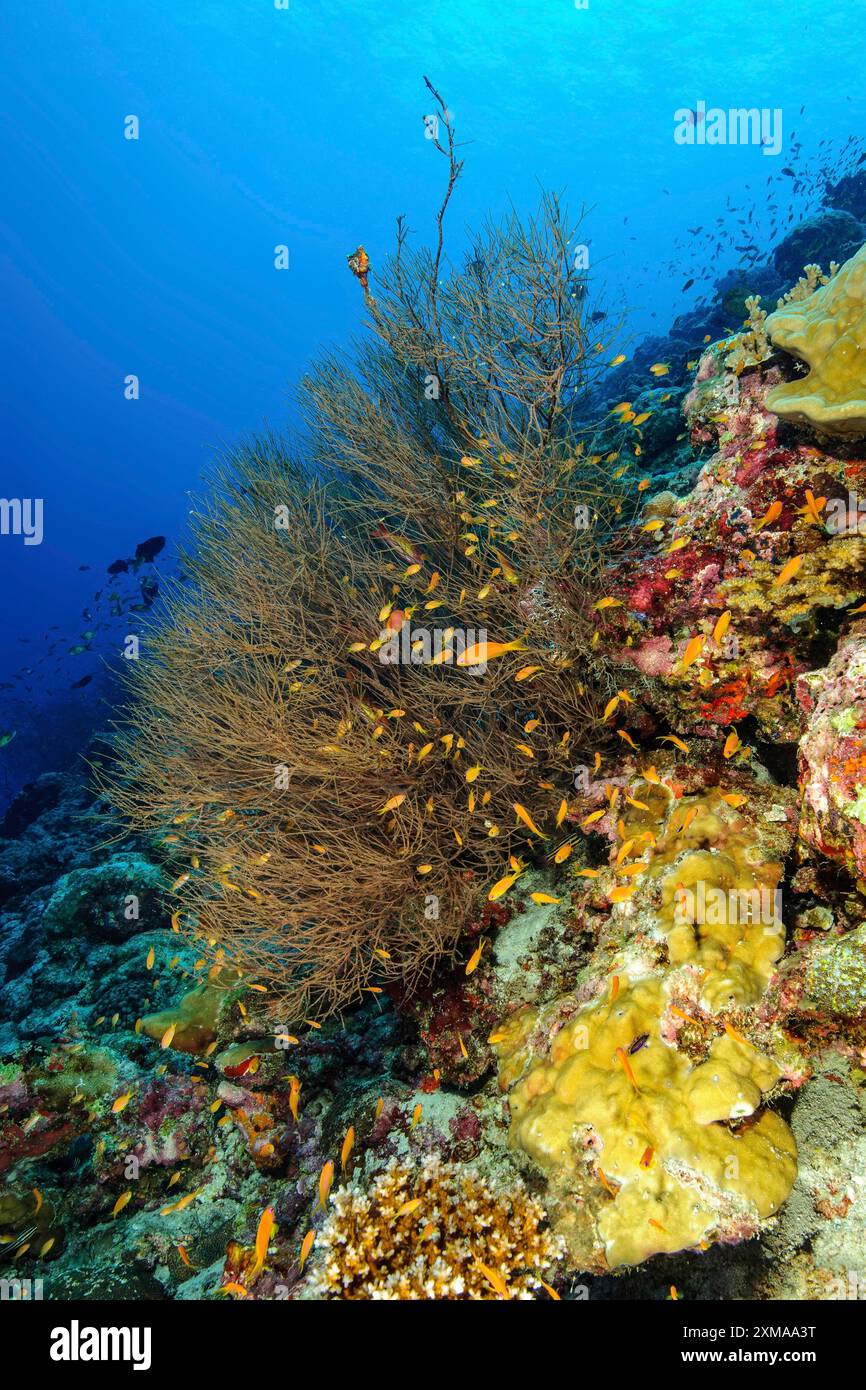 Black coral (Myriopathes myriophylla) Dried coral, horn coral, Pacific ...