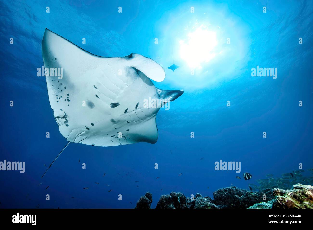Large manta ray (Manta birostris) Manta, Indian Ocean, Maldives Stock ...