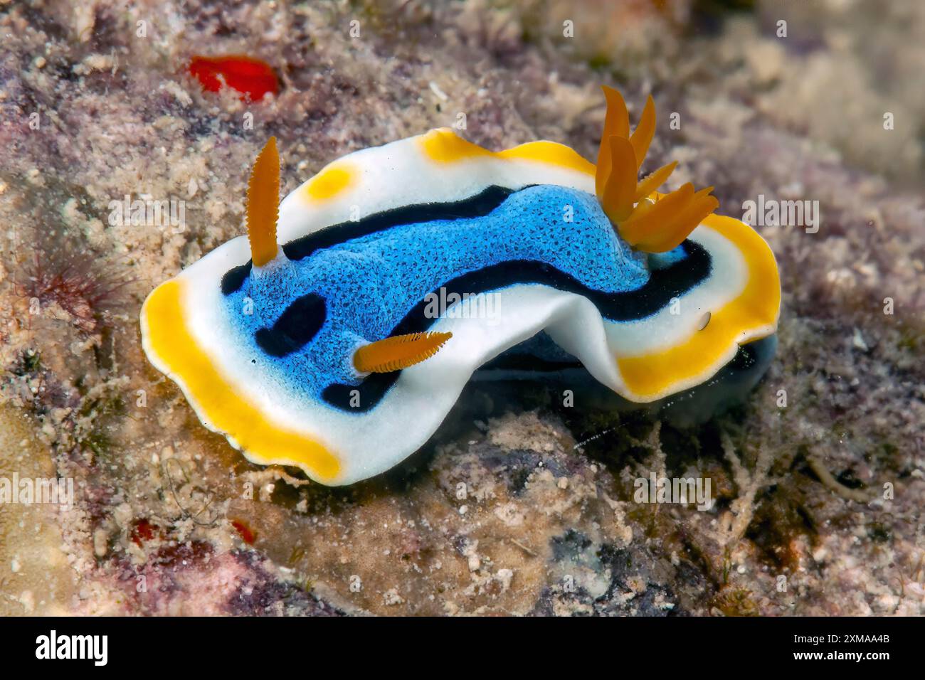 Annas slug hi-res stock photography and images - Alamy
