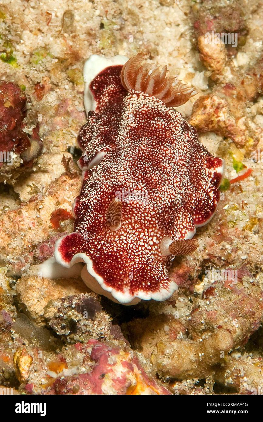 Magnificent star snail (Chromodoris reticulata), nudibranch, nudibranch ...