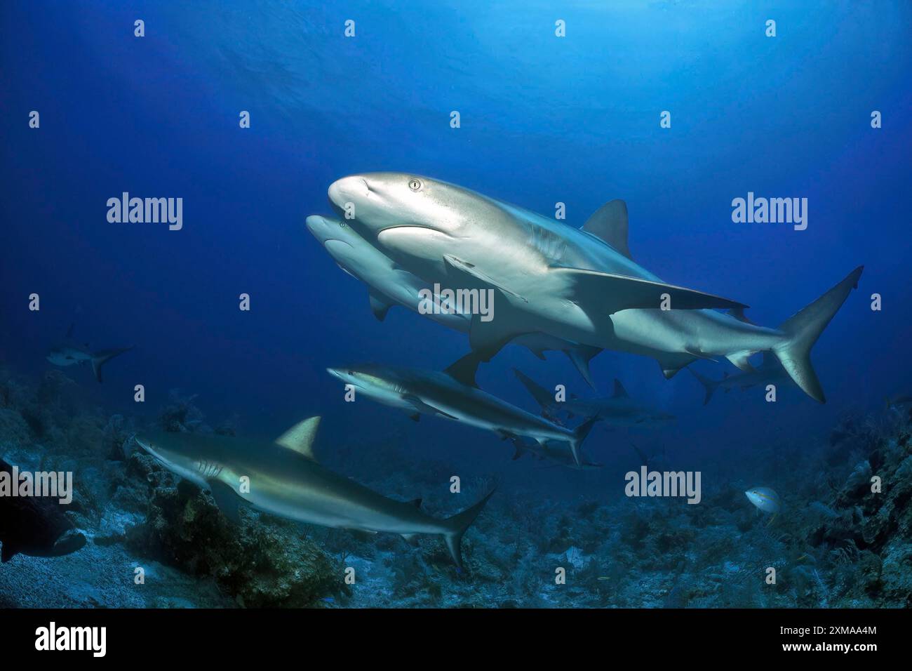 Group of small pack of Caribbean Reef Sharks (Carcharhinus perezi ...