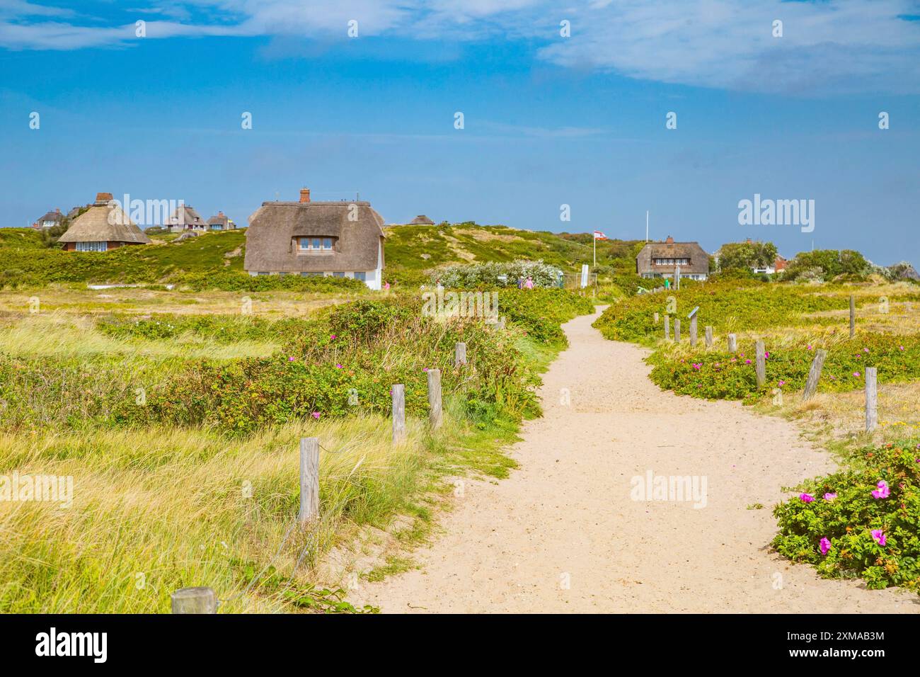 Sandy path through dune grass with Sylt apple roses from Weststrand to ...