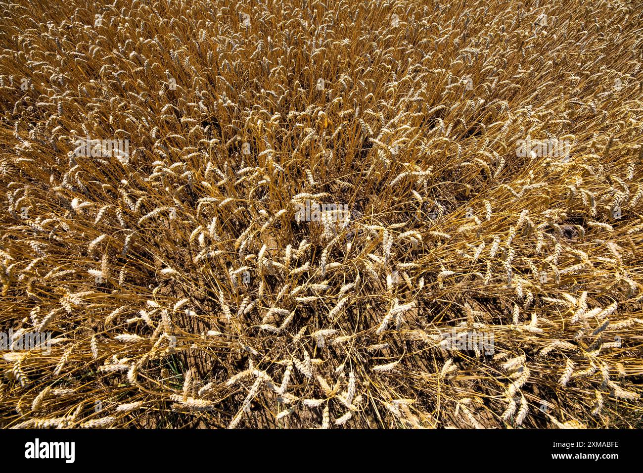 Wheat field, dried up and only low grown, due to the summer drought ...