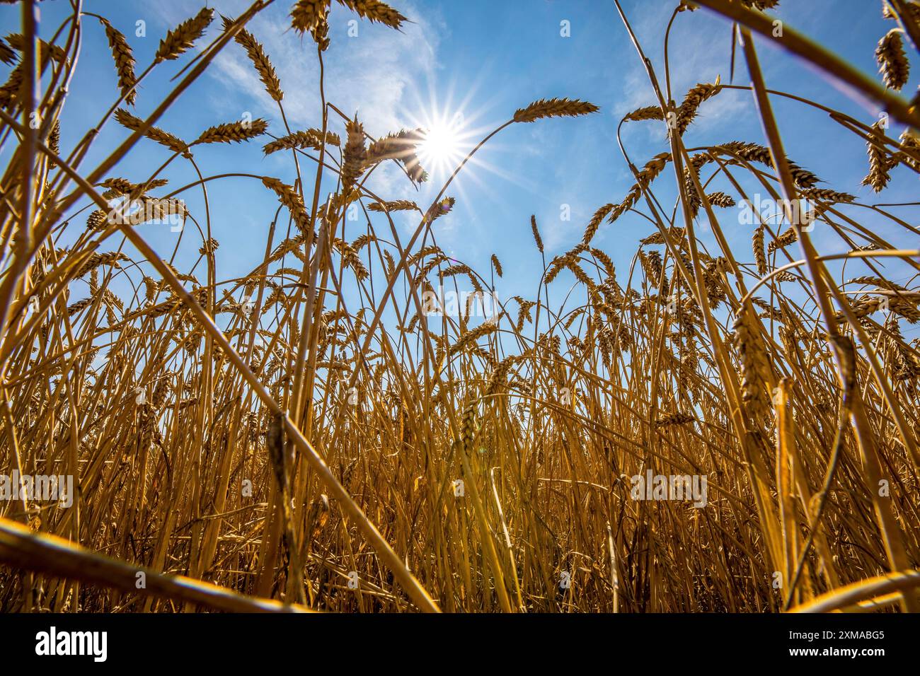 Wheat field, dried up and only low grown, due to the summer drought ...