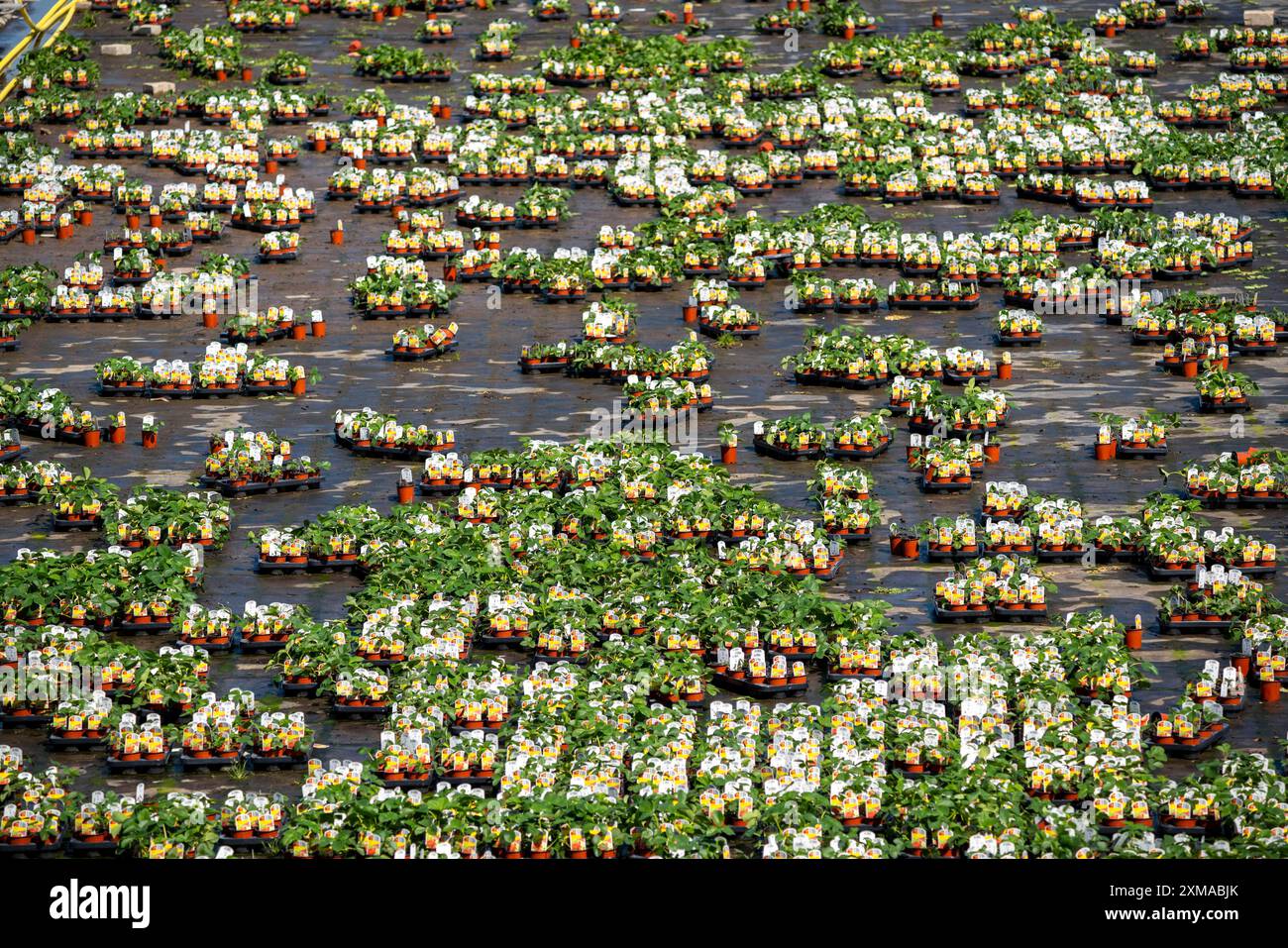 Nursery, plant breeding, ornamental plants grow in flower pots ...
