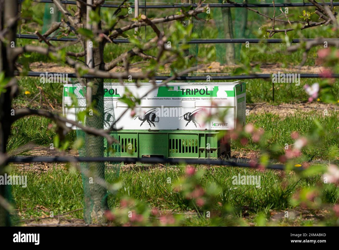 Bumblebee box, with three bumblebee colonies, for pollination of ...