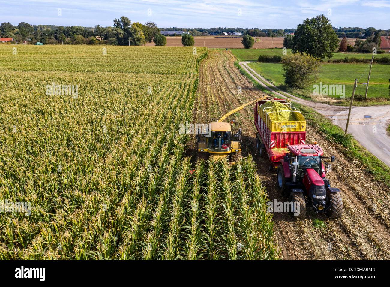 Maize harvest, combine harvester, chopper works its way through a maize ...