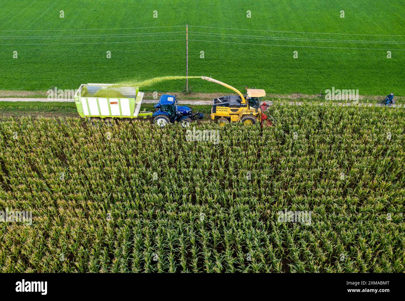 Maize harvest, combine harvester, chopper works its way through a maize ...