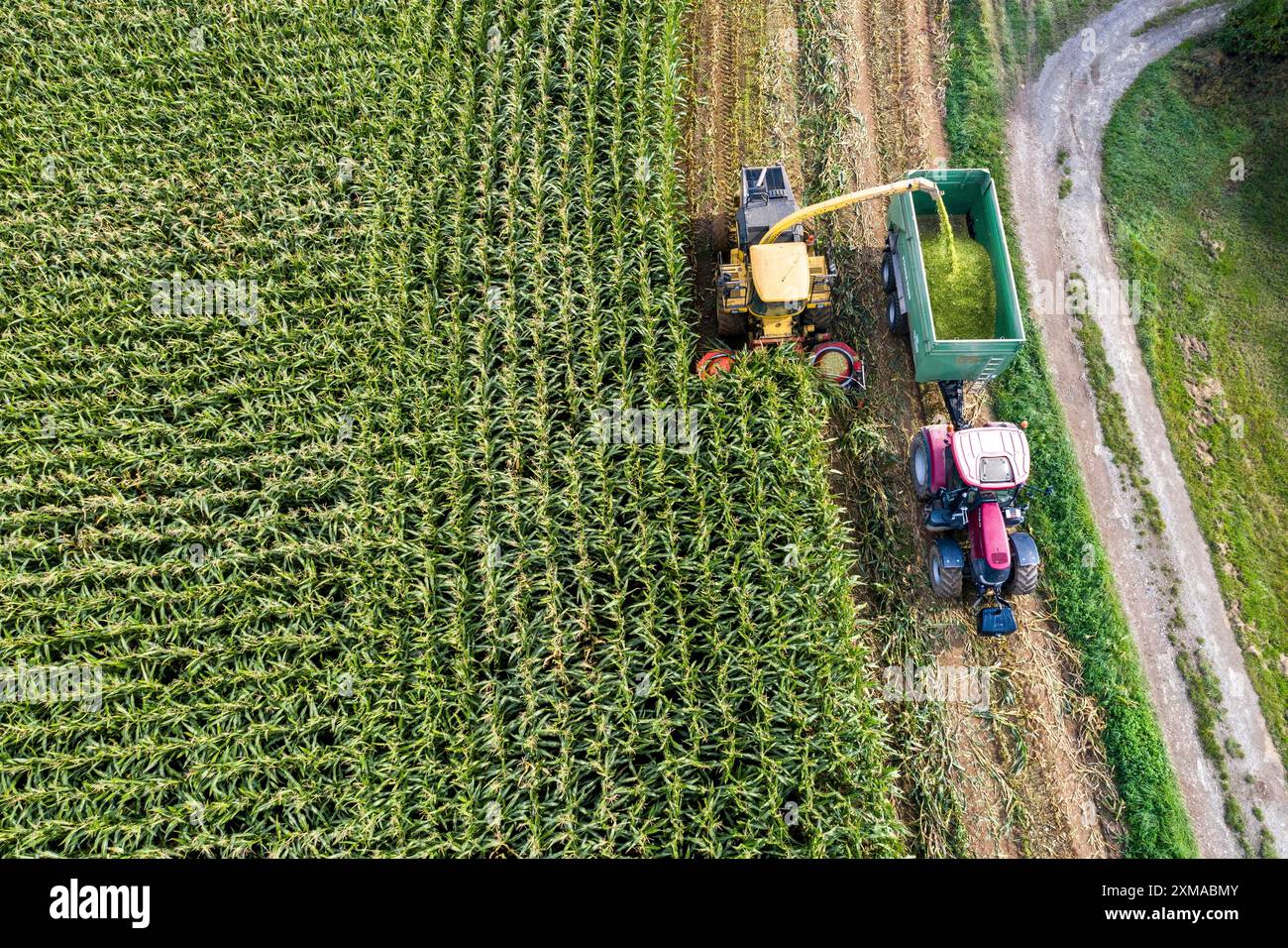 Maize harvest, combine harvester, chopper works its way through a maize ...