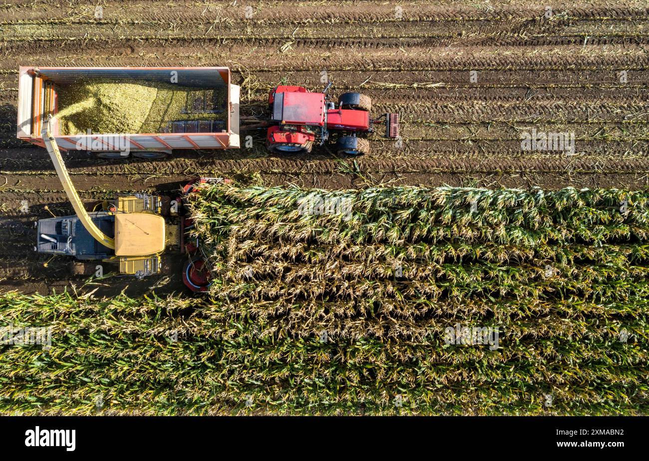 Maize harvest, combine harvester, chopper works its way through a maize ...
