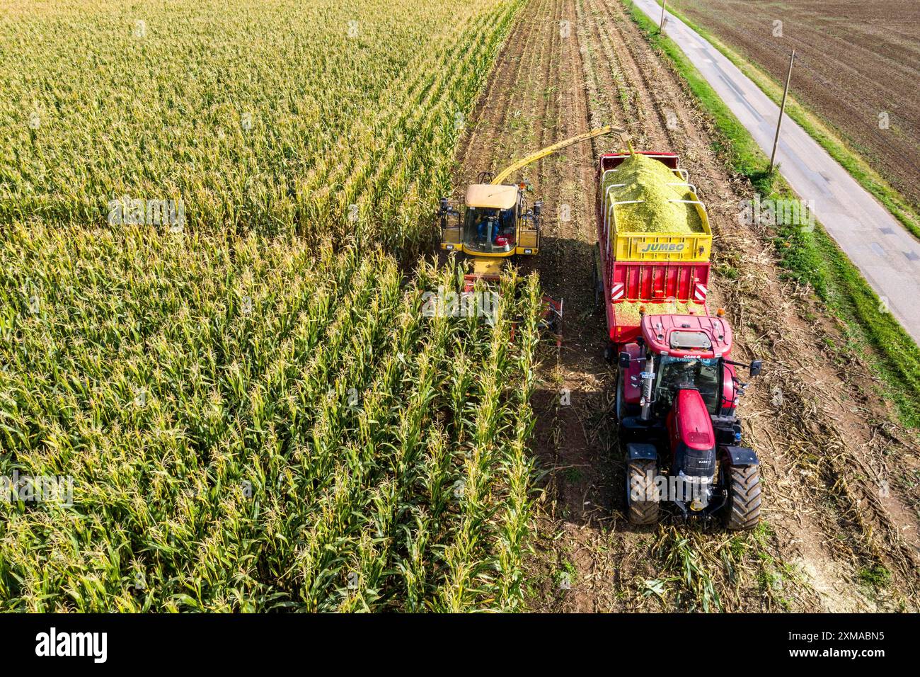 Maize harvest, combine harvester, chopper works its way through a maize ...