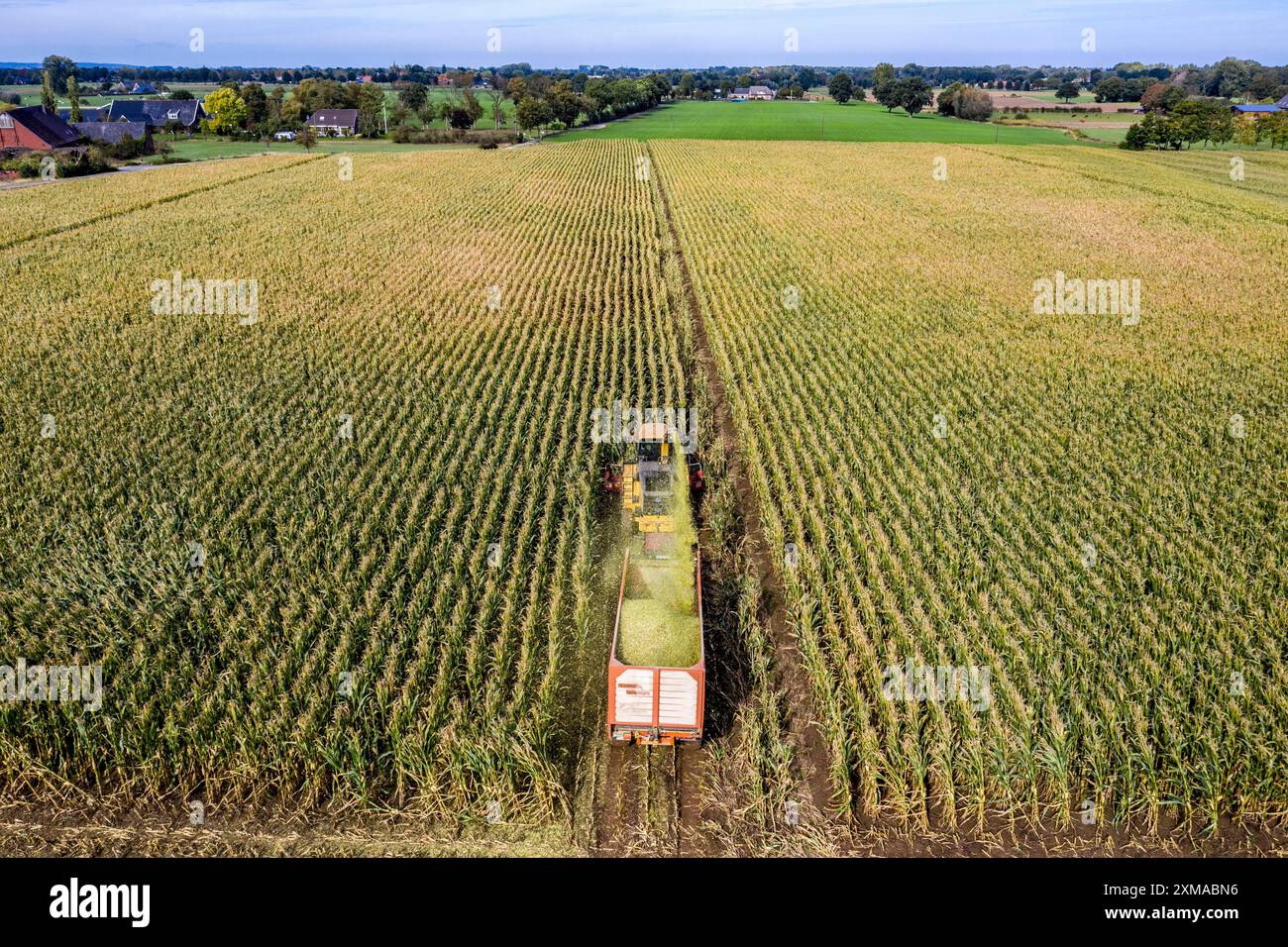 Maize harvest, combine harvester, chopper works its way through a maize ...